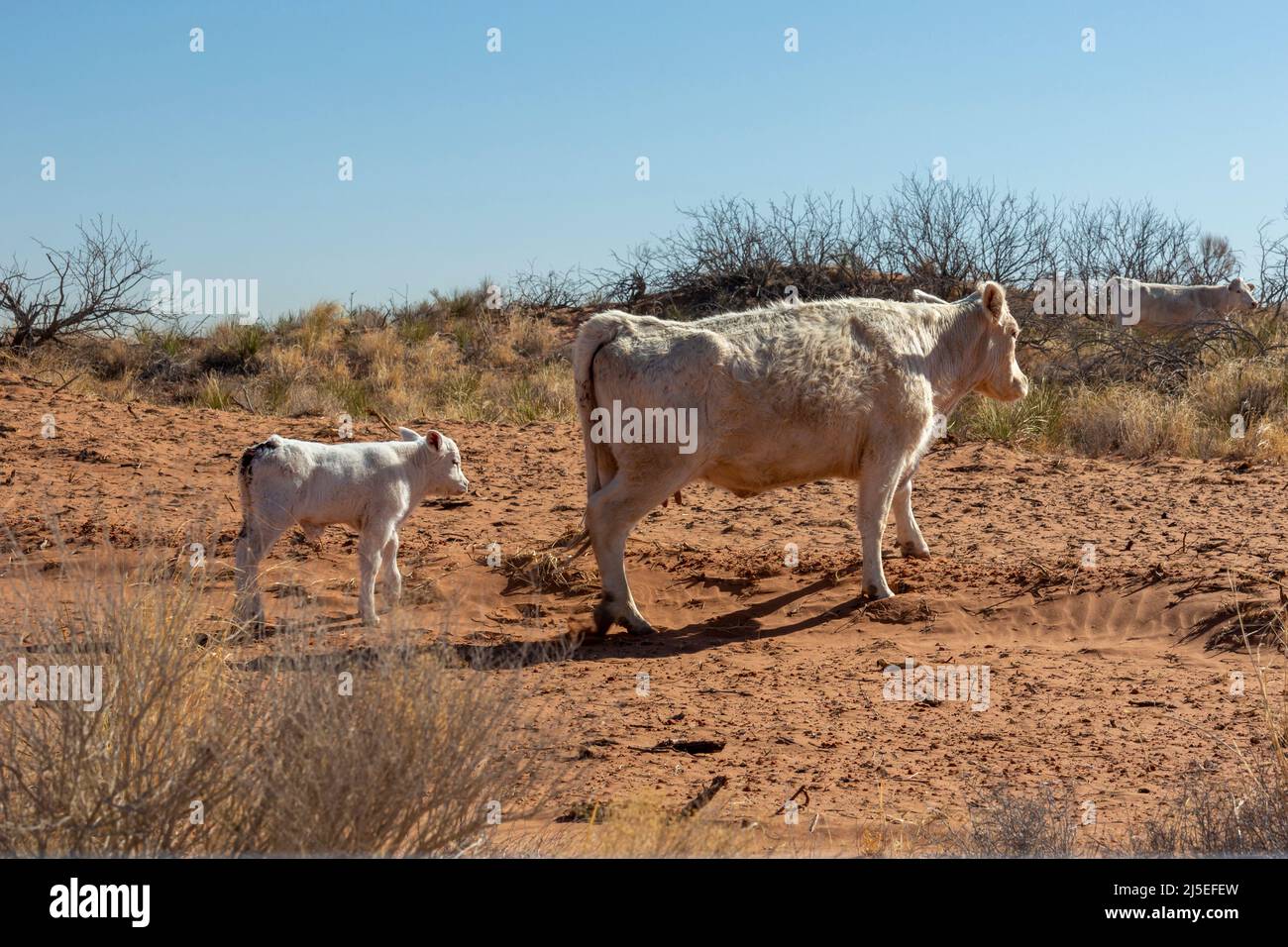 Loving, New Mexico - A cow and her calf on a ranch in the New Mexico ...