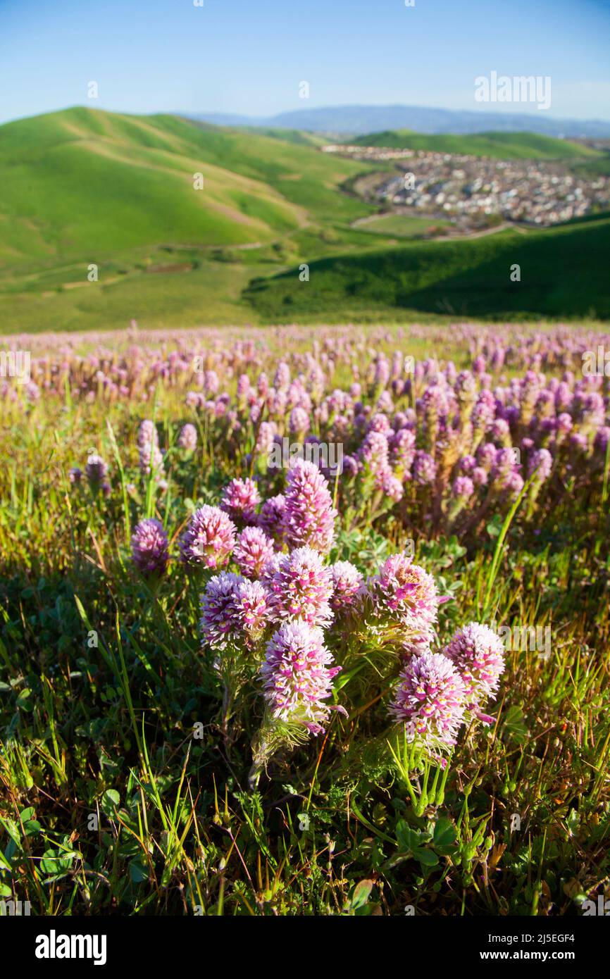 Spring Flowers Blossoming in Tri-valley, San Francisco East Bay Stock ...
