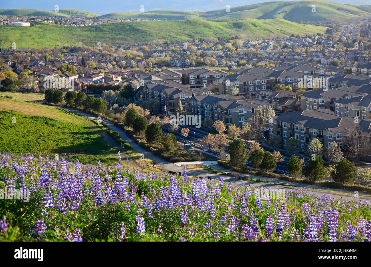 Spring Flowers Blossoming in Tri-valley, San Francisco East Bay Stock ...