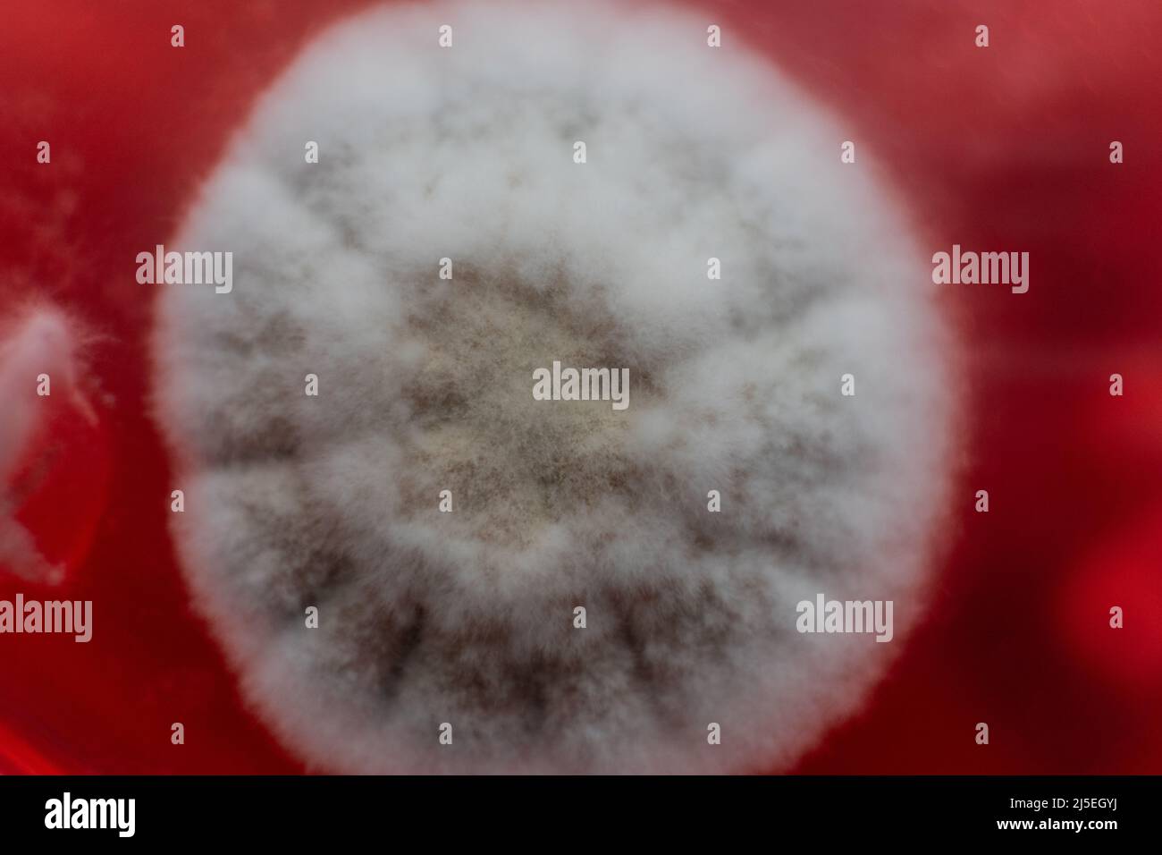 mold and bacteria on red agar. Agar medium for pathogens. Mold spores ...