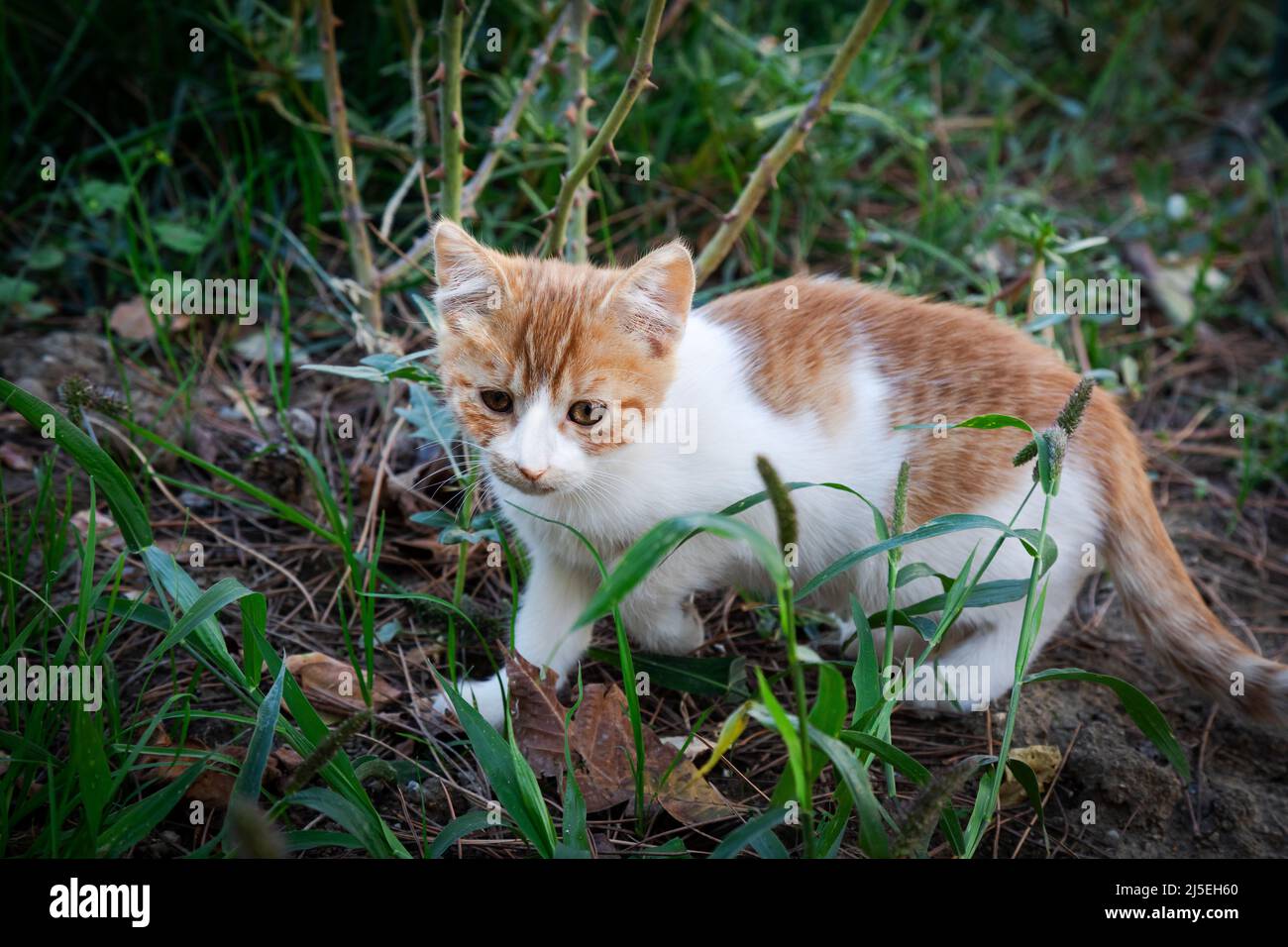 Young tabby kitten playing outside hi-res stock photography and images ...