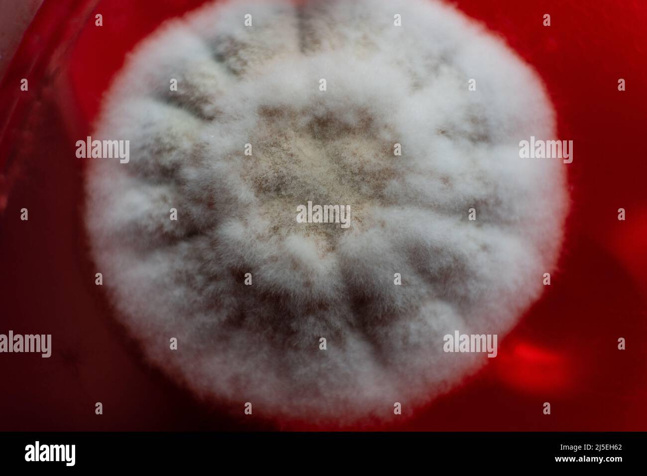 mold and bacteria on red agar. Agar medium for pathogens. Mold spores ...