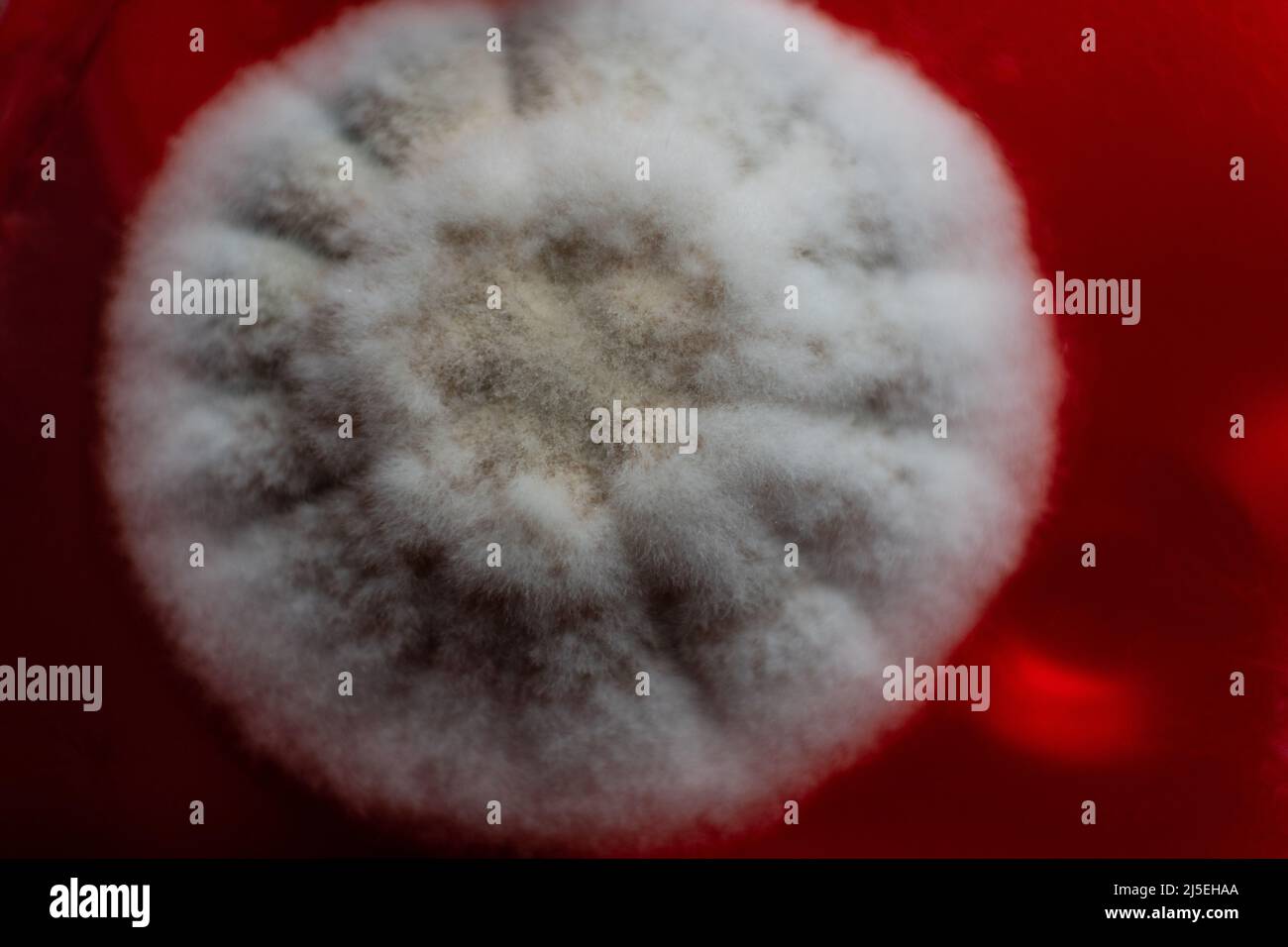 study of mold and bacteria in a petri dish with red agar. Mold spores ...