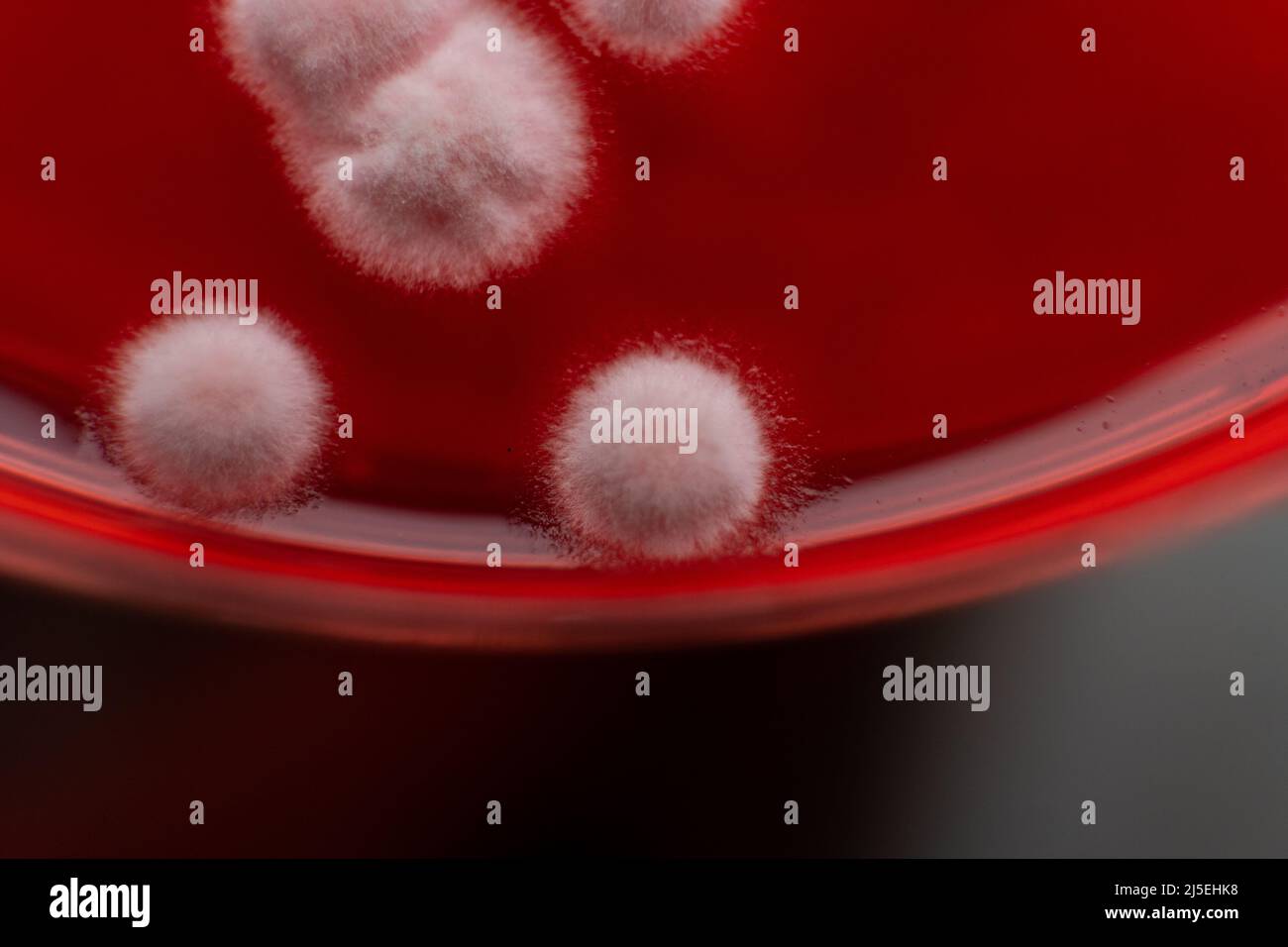 study of mold and bacteria in a petri dish with red agar. Mold spores ...
