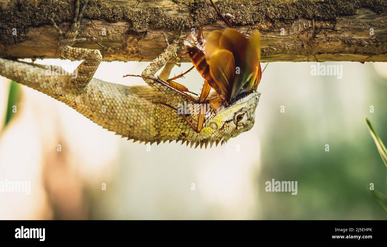 BANNER Macro close-up photo captures moment big gray lizard eat ...