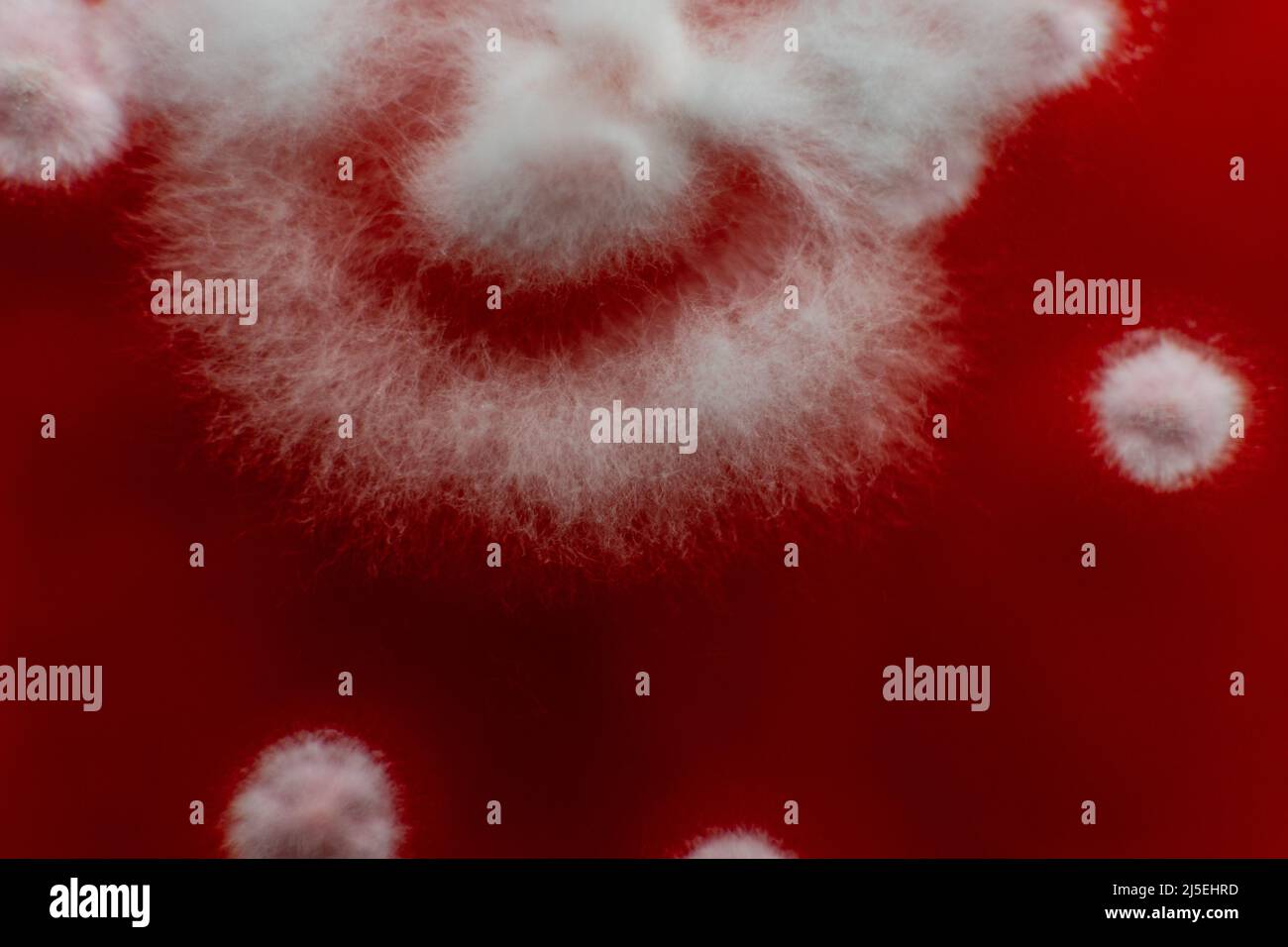mushroom mycelium in a petri dish on agar nutrient medium Stock Photo ...