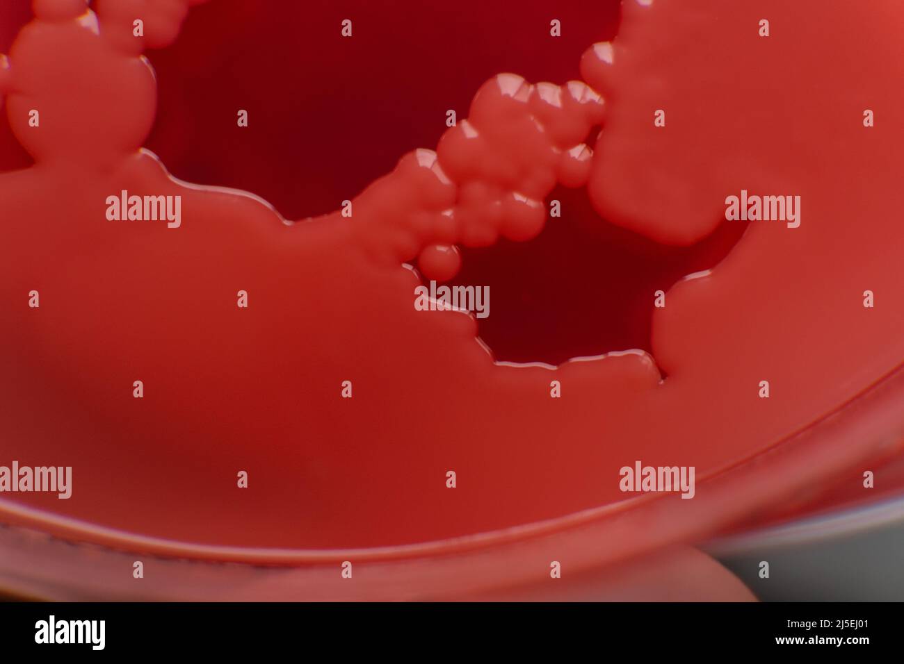 study of mold and bacteria in a petri dish with red agar. Mold spores ...
