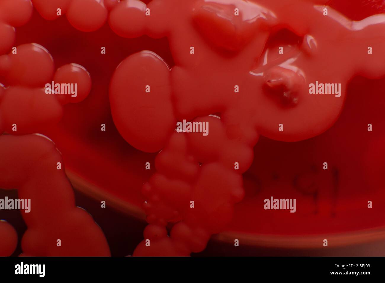 mold and bacteria on red agar. Agar medium for pathogens. Mold spores ...