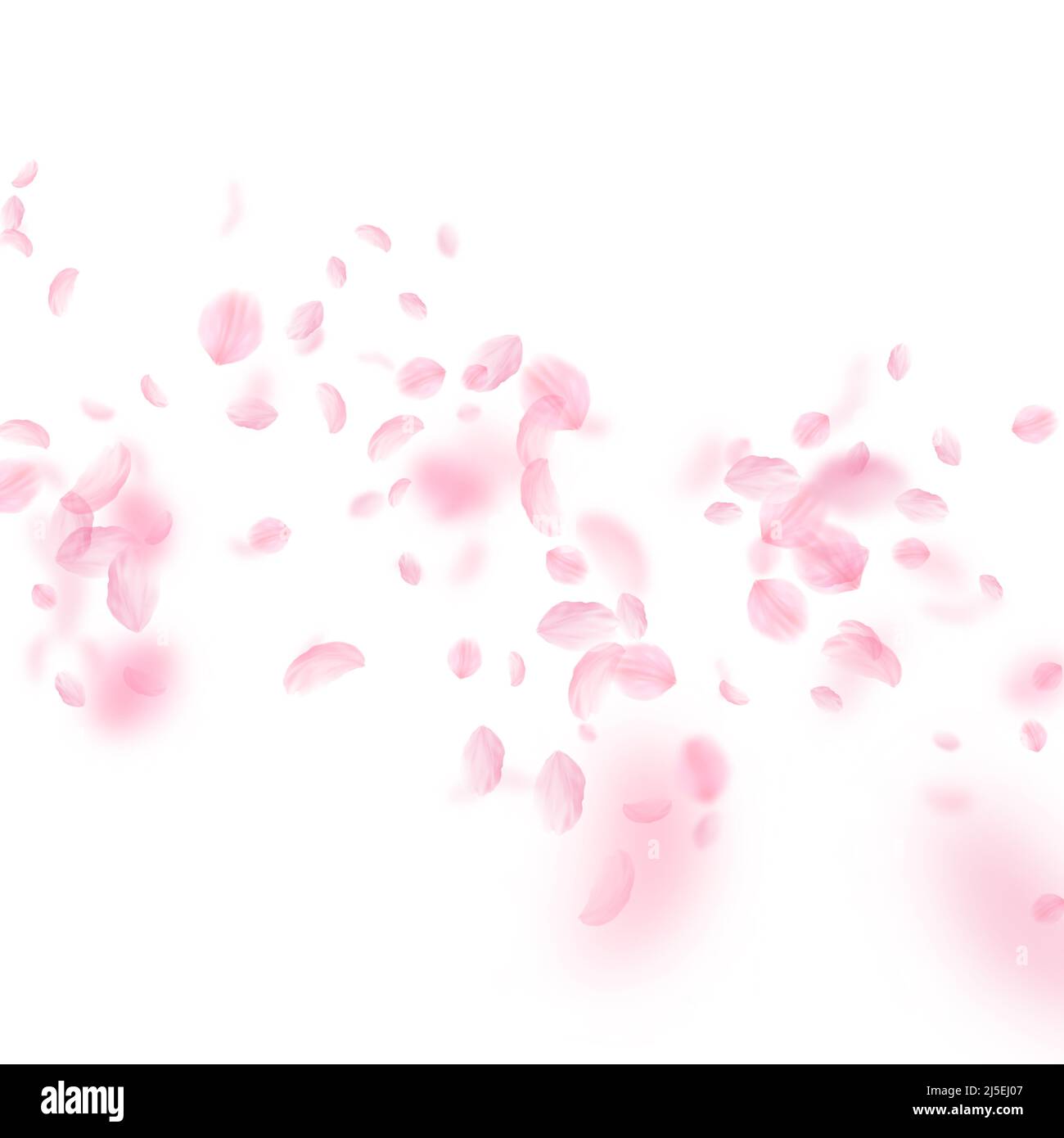 Sakura petals falling down. Romantic pink flowers falling rain. Flying ...