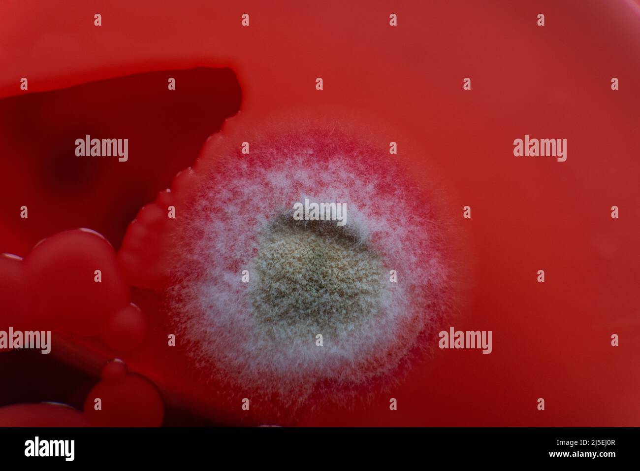 study of mold and bacteria in a petri dish with red agar. Mold spores ...
