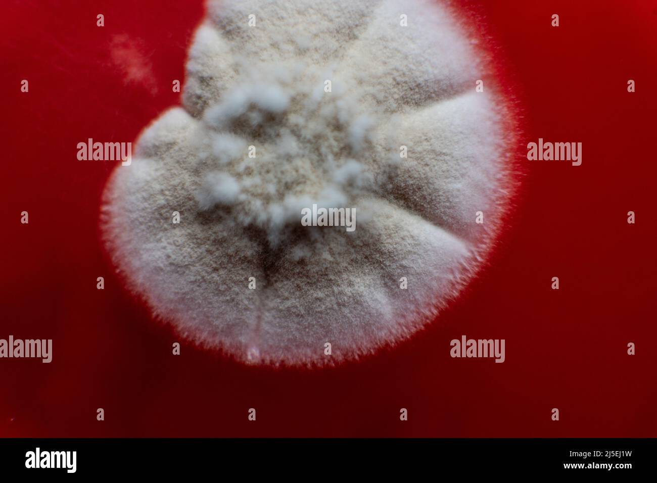 study of mold and bacteria in a petri dish with red agar. Mold spores ...