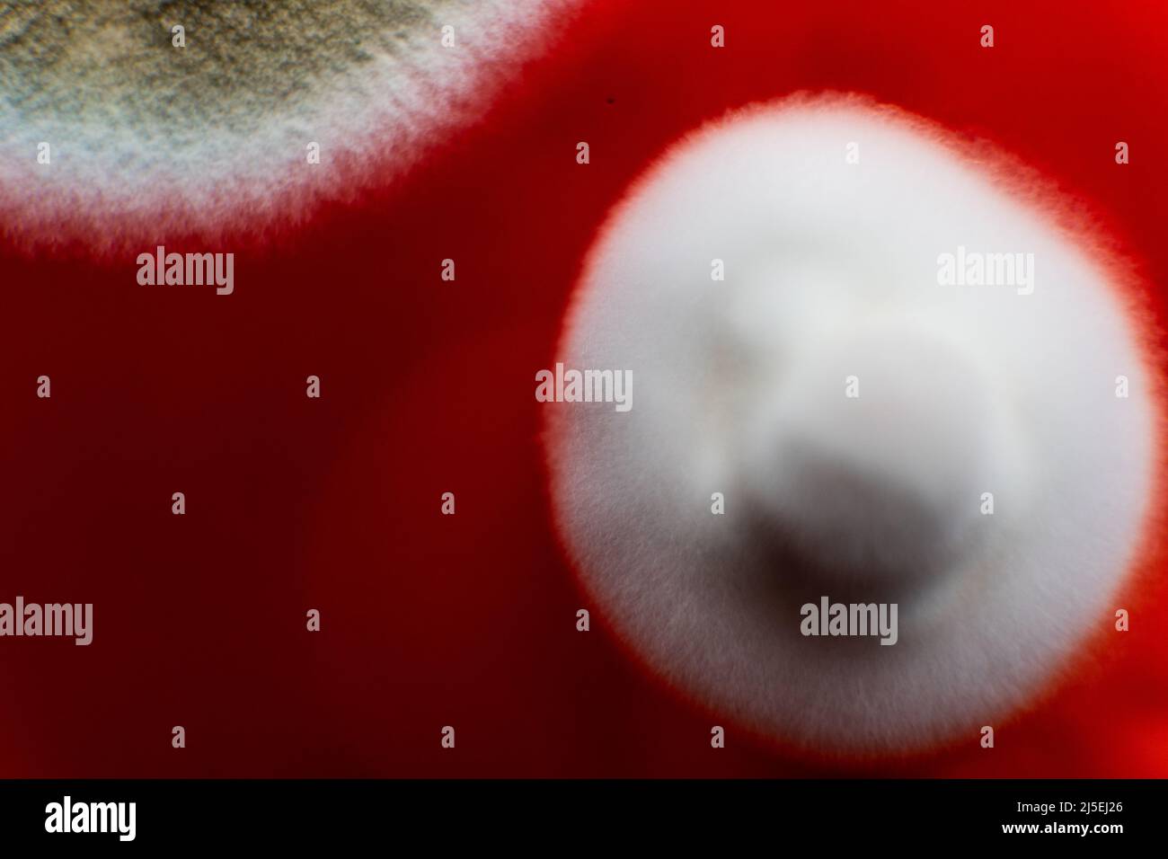 study of mold and bacteria in a petri dish with red agar. Mold spores ...