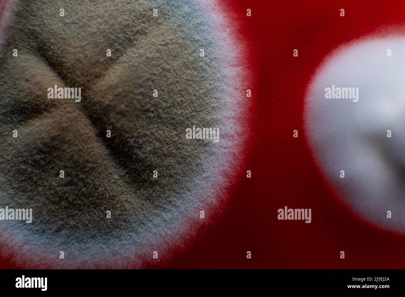 study of mold and bacteria in a petri dish with red agar. Mold spores ...