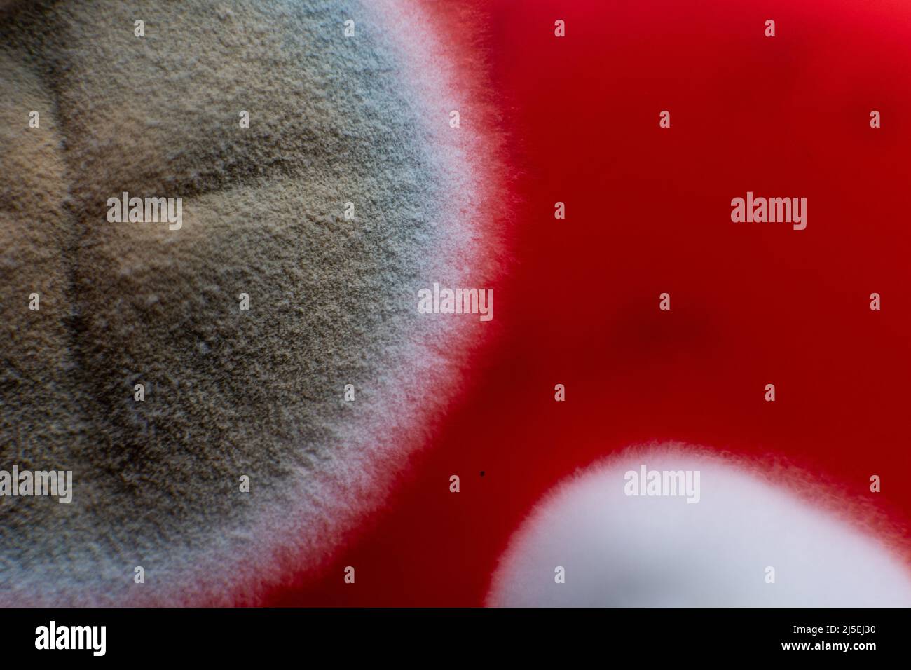 mold and bacteria on red agar. Agar medium for pathogens. Mold spores ...