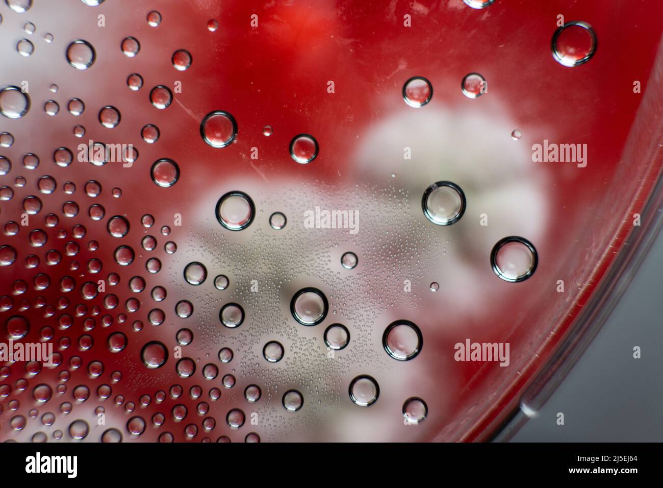 study of mold and bacteria in a petri dish with red agar. Mold spores ...