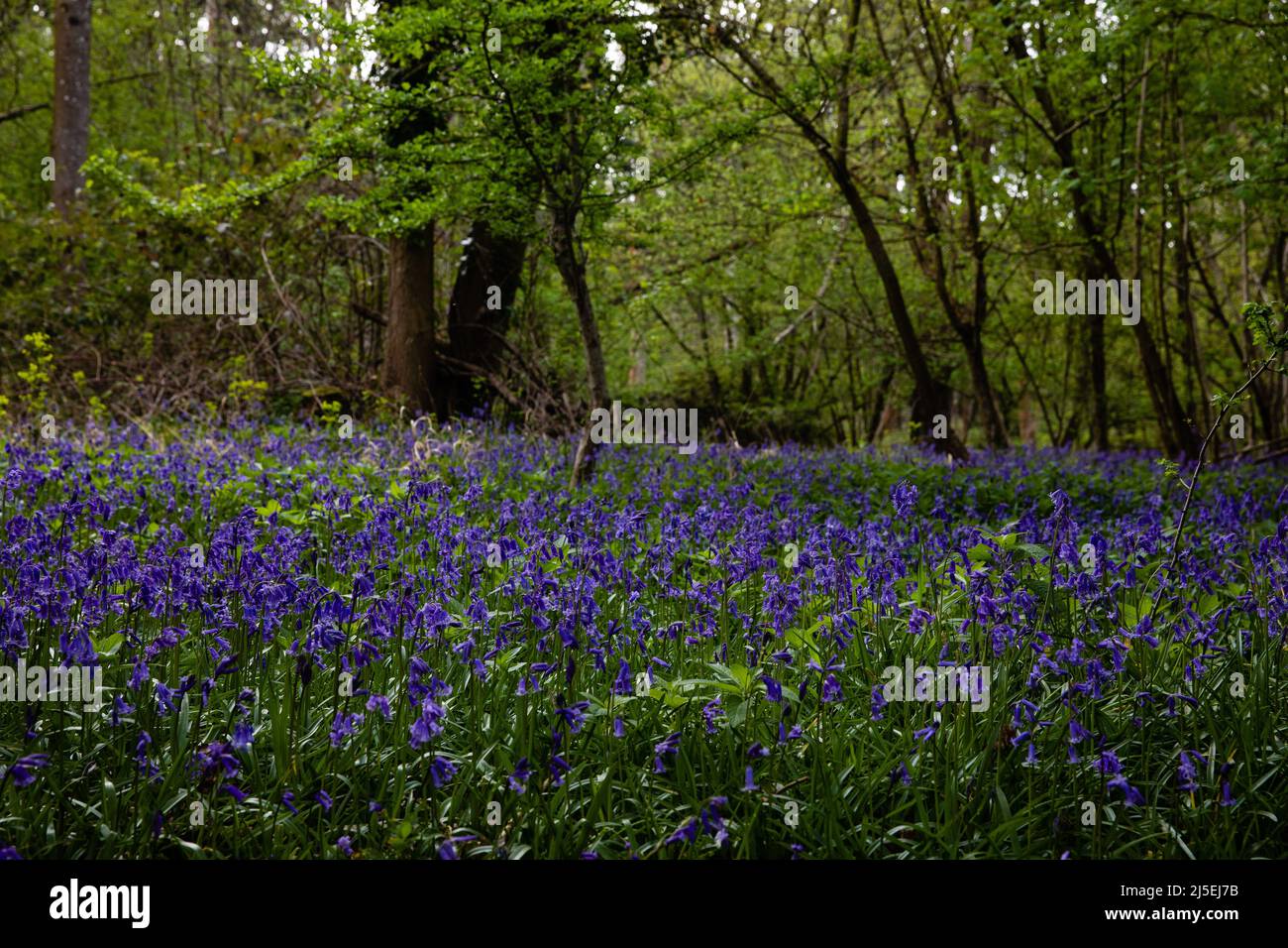 Sulham woods hi-res stock photography and images - Alamy