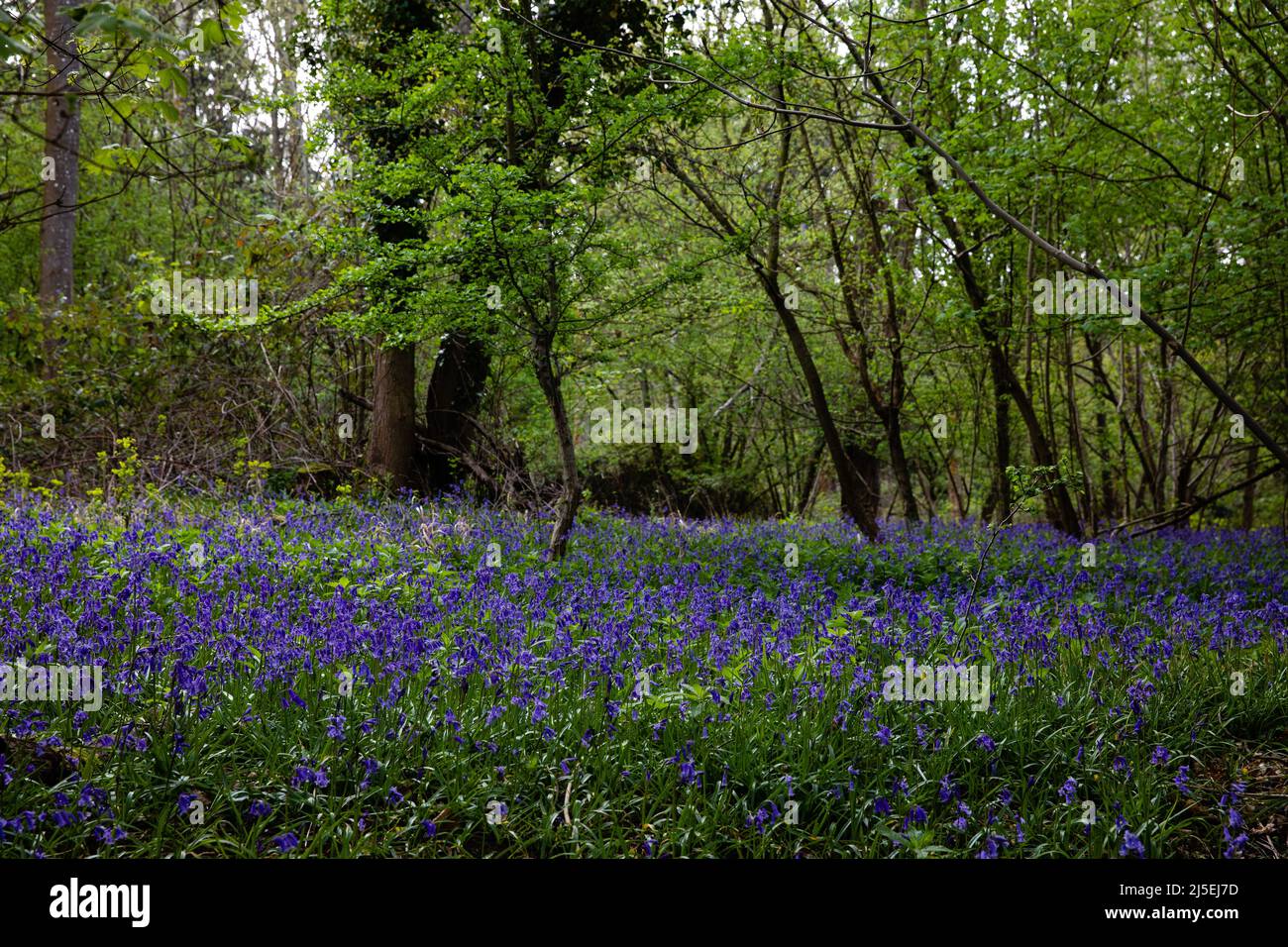 Sulham woods hi-res stock photography and images - Alamy