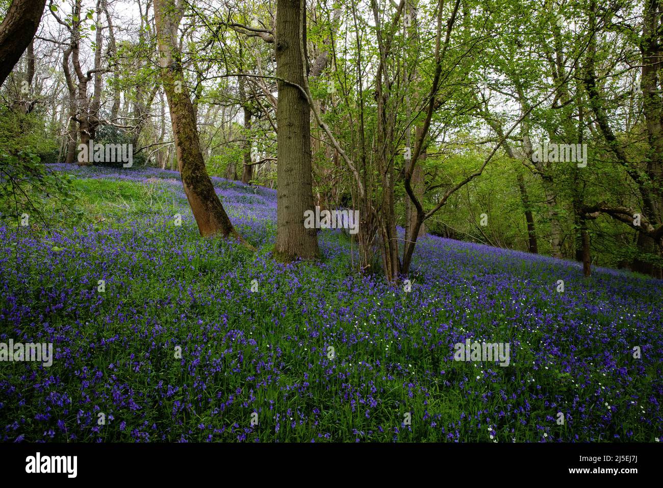 Sulham woods hi-res stock photography and images - Alamy