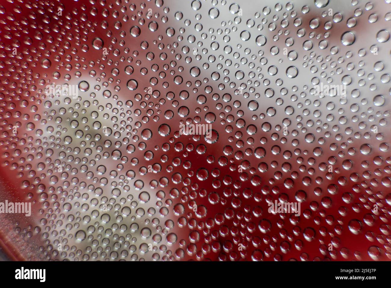 mold and bacteria on red agar. Agar medium for pathogens. Mold spores ...