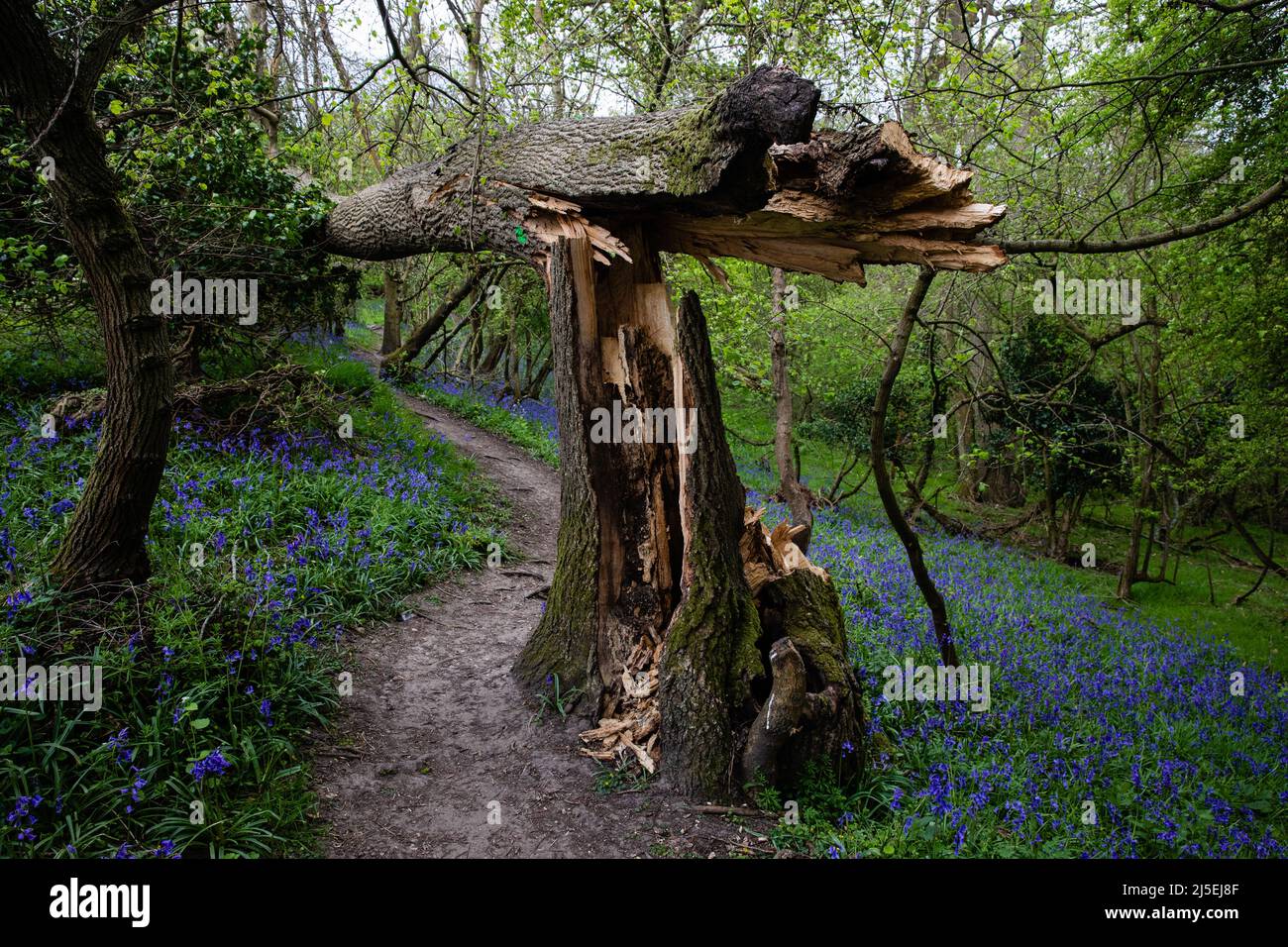 Sulham woods hi-res stock photography and images - Alamy