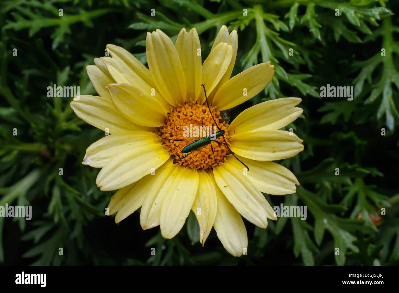 Nairobi, Kenya. 22nd Apr, 2022. A Longhorn beetle on a Daisy flower ...