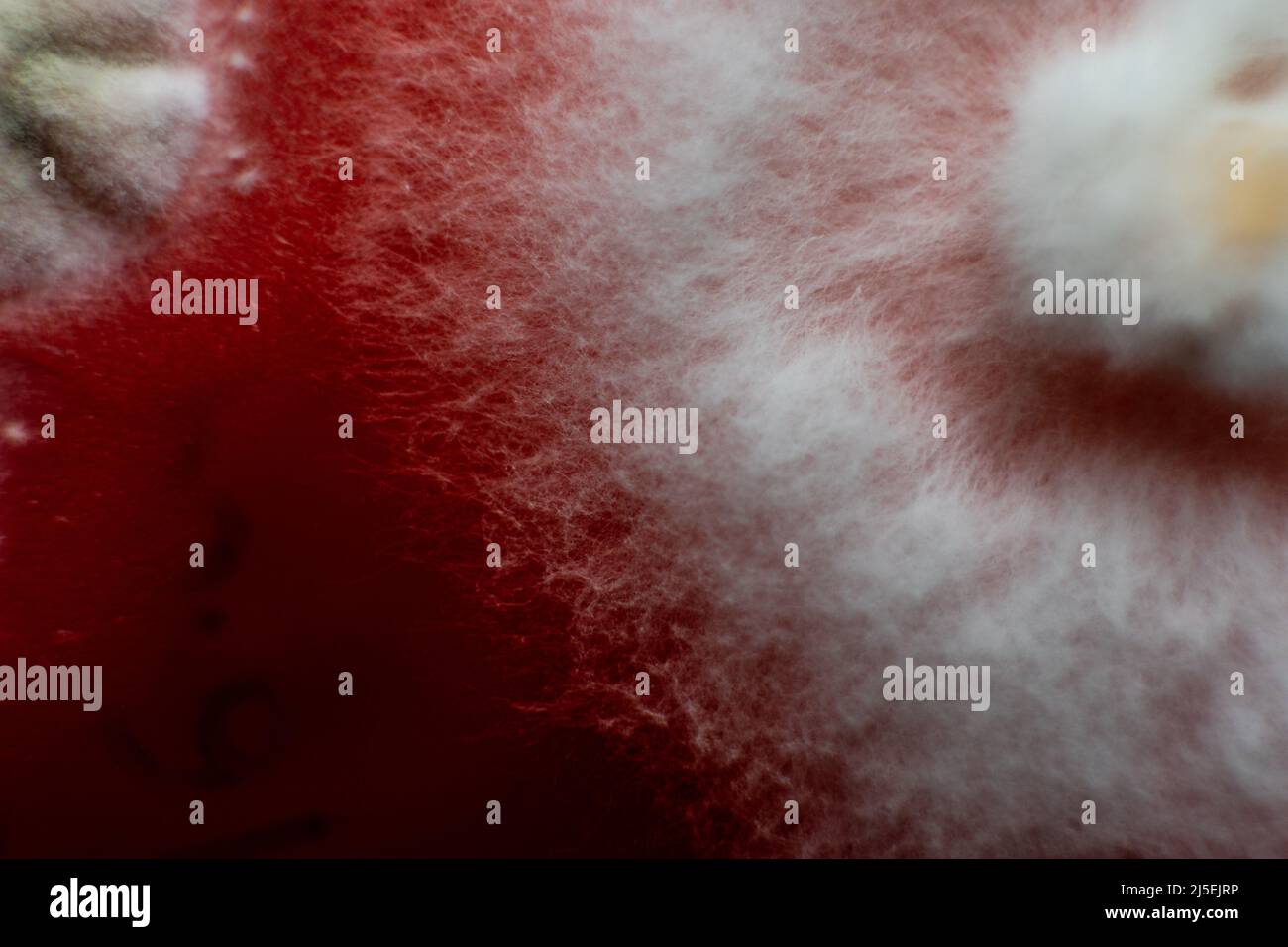 mushroom mycelium in a petri dish on agar nutrient medium Stock Photo ...