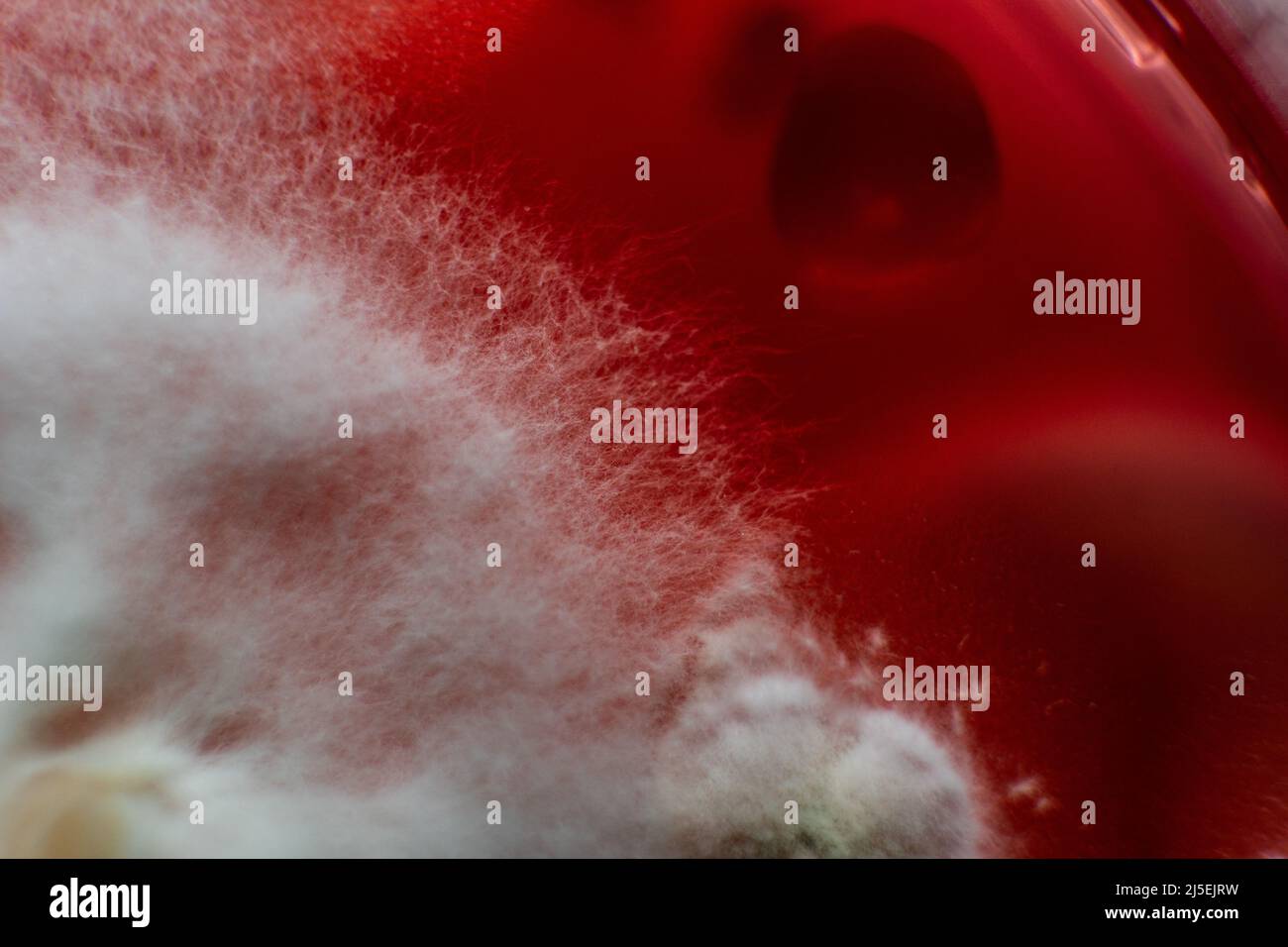 study of mold and bacteria in a petri dish with red agar. Mold spores ...