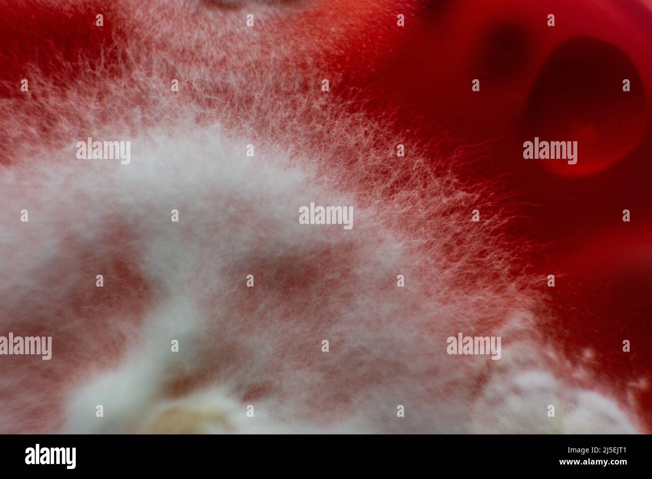 mold and bacteria on red agar. Agar medium for pathogens. Mold spores ...