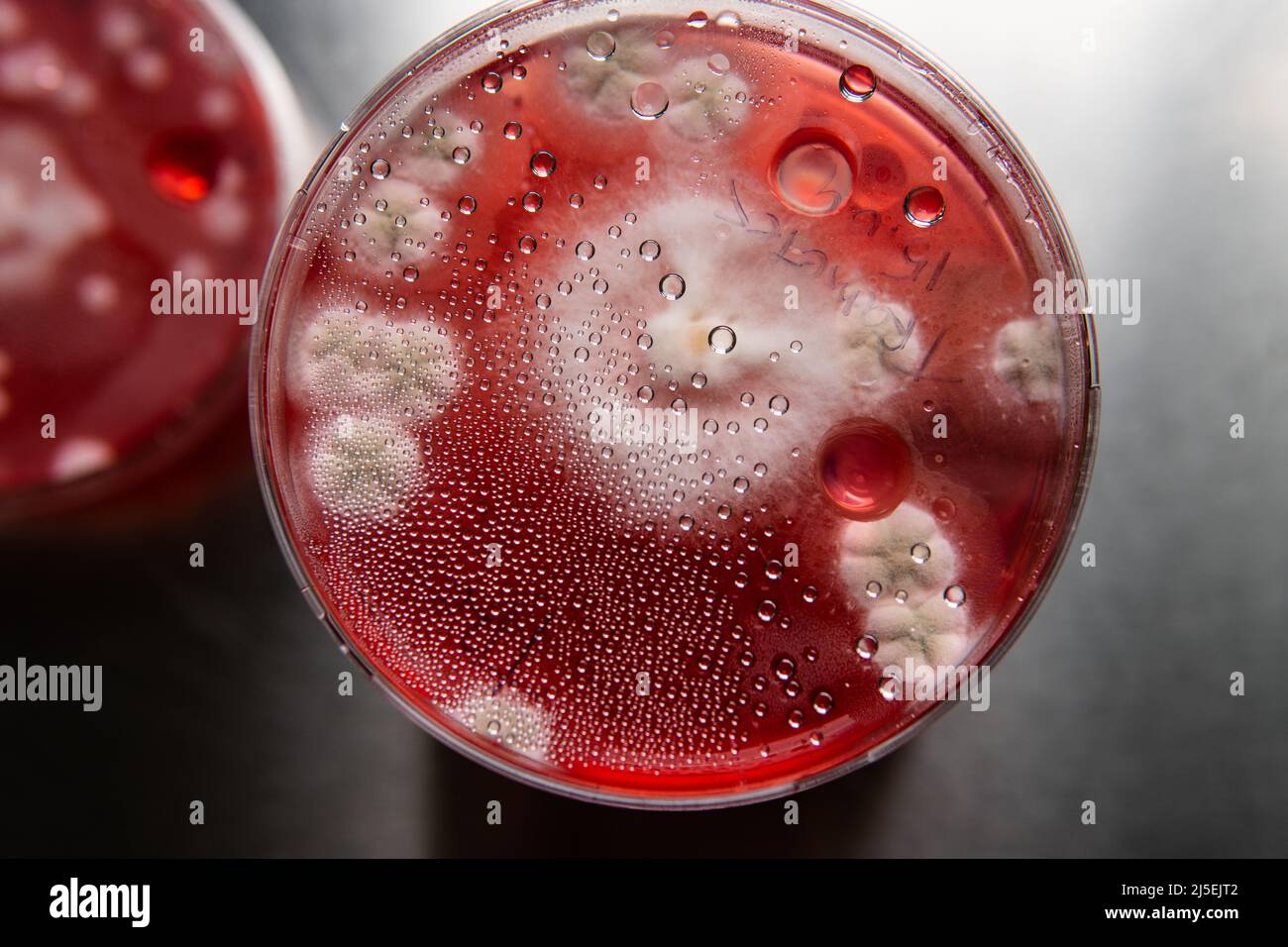 mold in a petri dish. Microbiological studies in laboratory conditions ...