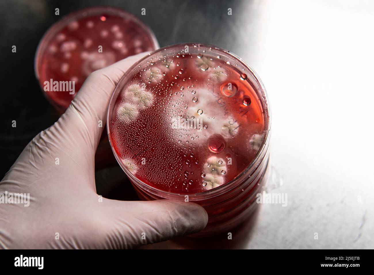 mold and bacteria on red agar. Agar medium for pathogens. Mold spores ...