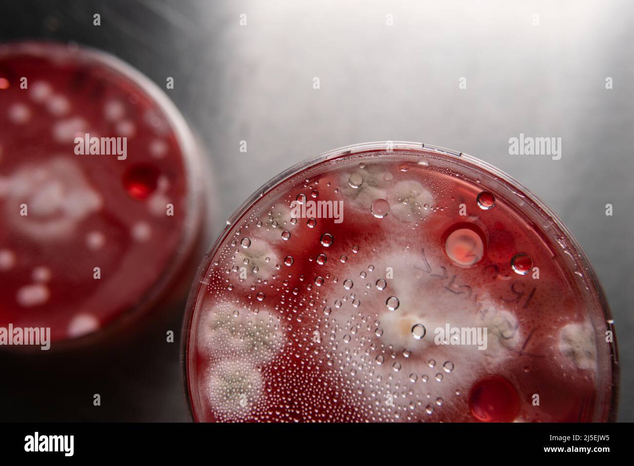 mold and bacteria on red agar. Agar medium for pathogens. Mold spores ...
