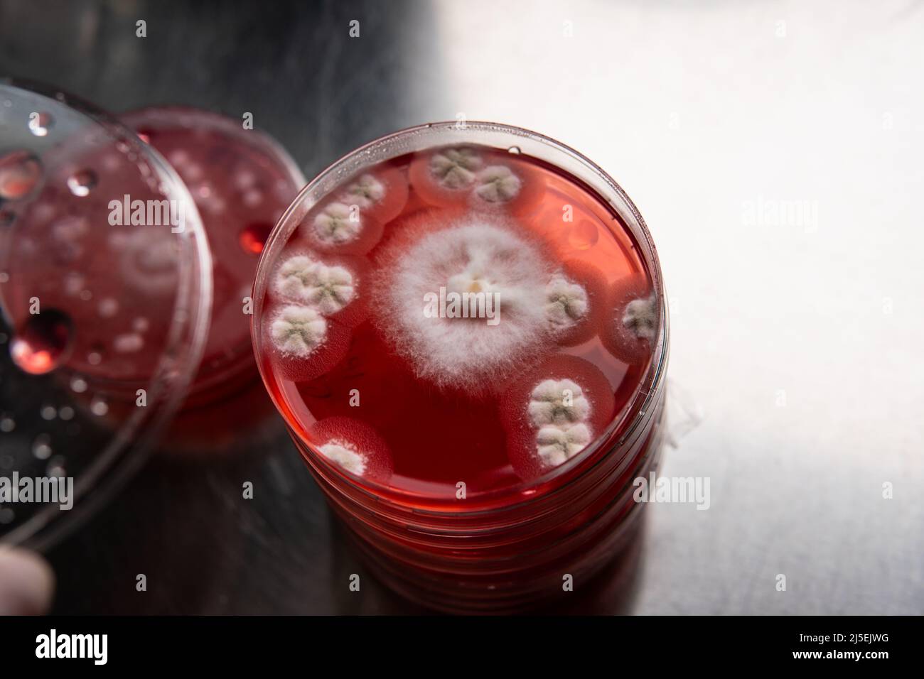 mold in a petri dish. Microbiological studies in laboratory conditions ...