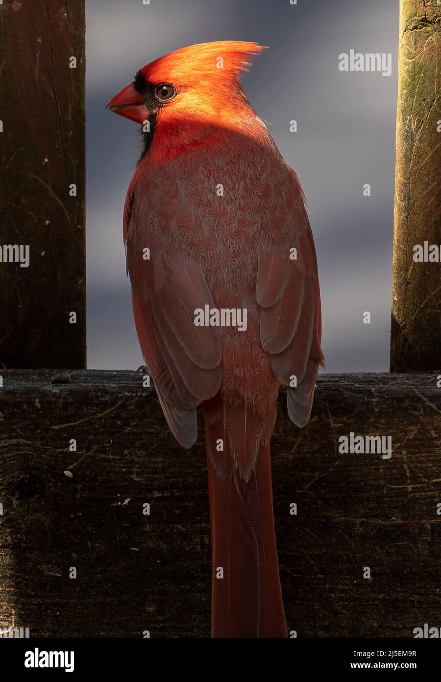 Cardinal in a shaft of sun light Stock Photo - Alamy