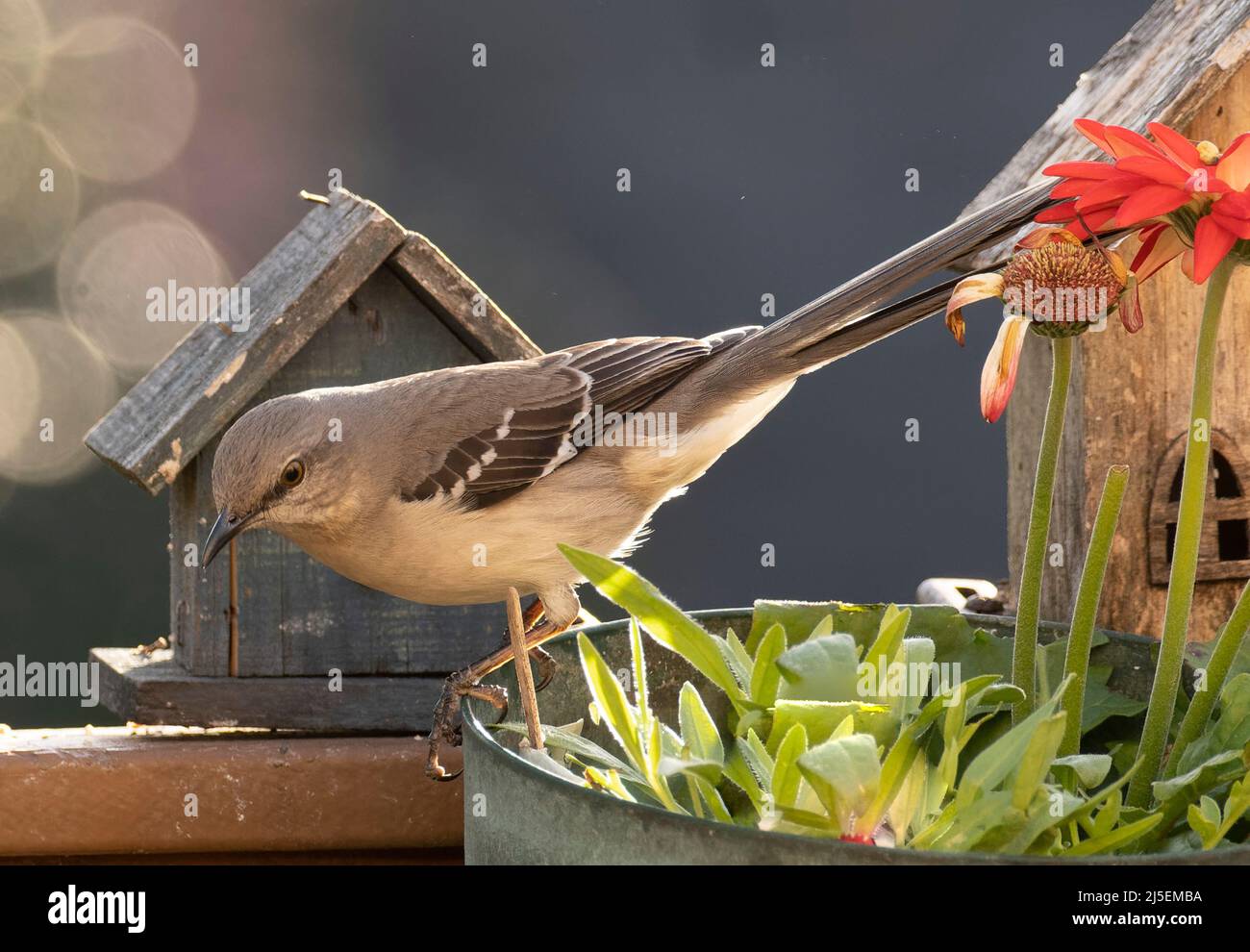 Northern Mockingbird on a flower pot Stock Photo - Alamy