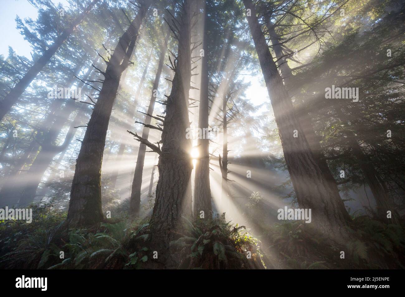 Sun beams in clear day in the green forest Stock Photo - Alamy