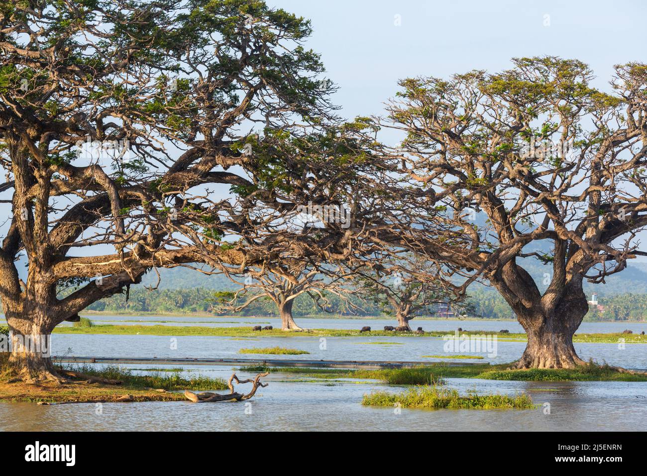 Beautiful natural landscapes in Sri Lanka- big trees on the lake Stock ...