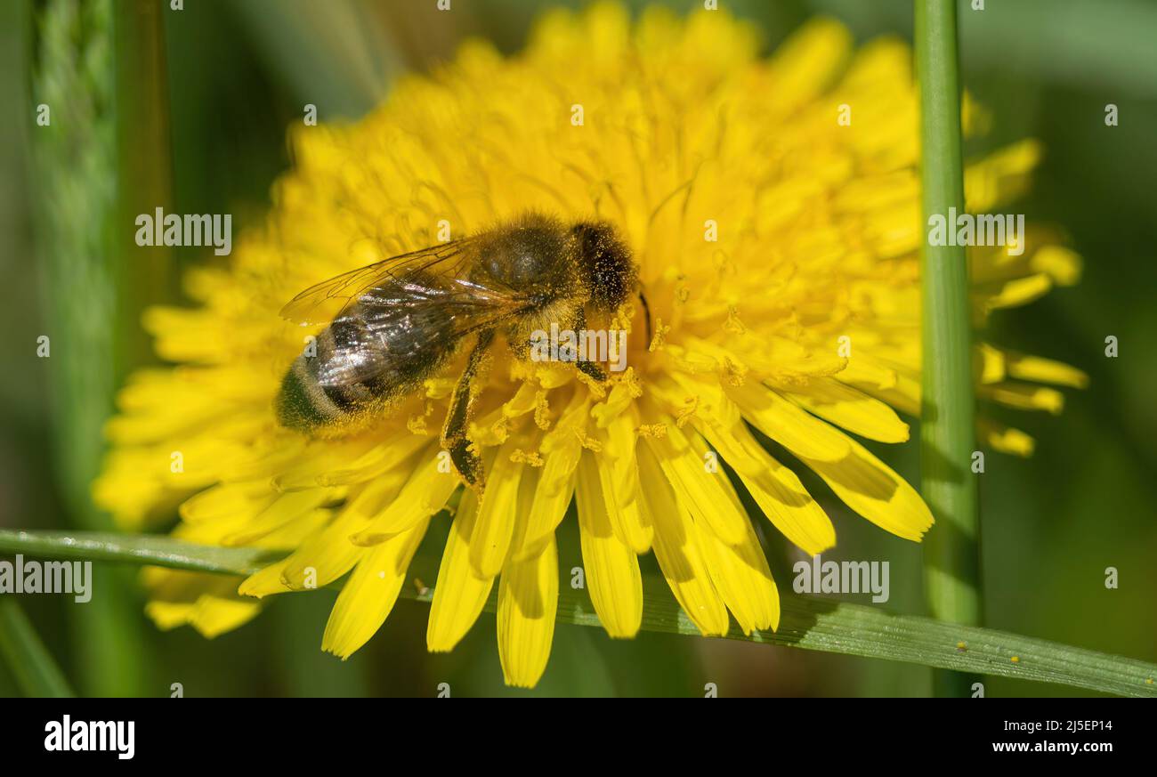 Spring flora and fauna hi-res stock photography and images - Alamy