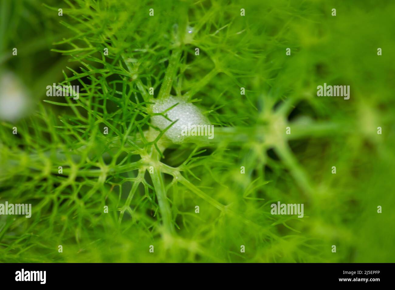 Spittlebug nymphs also known as root spittlebugs Defense and ...