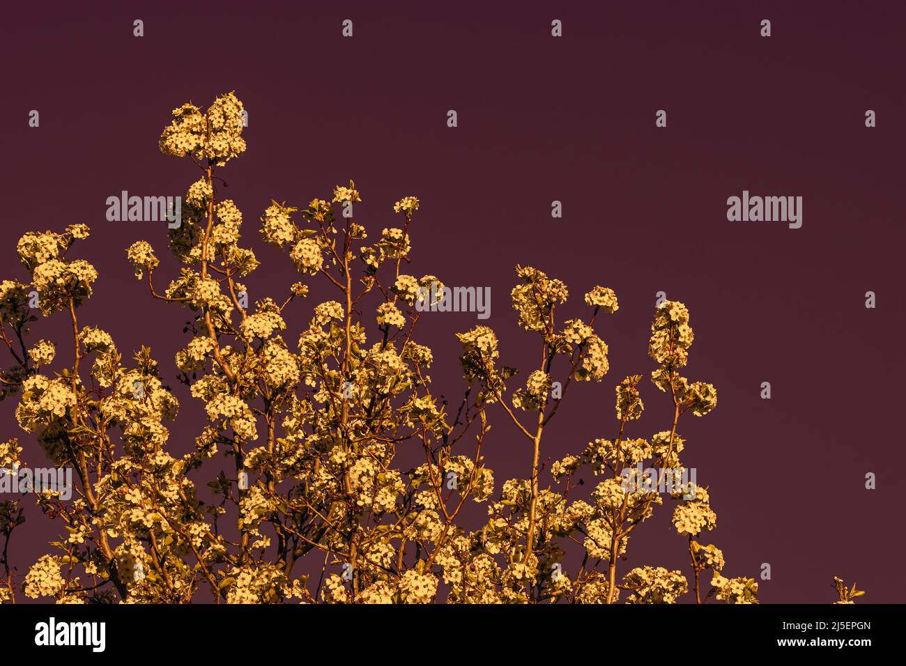 Syringo hi-res stock photography and images - Alamy