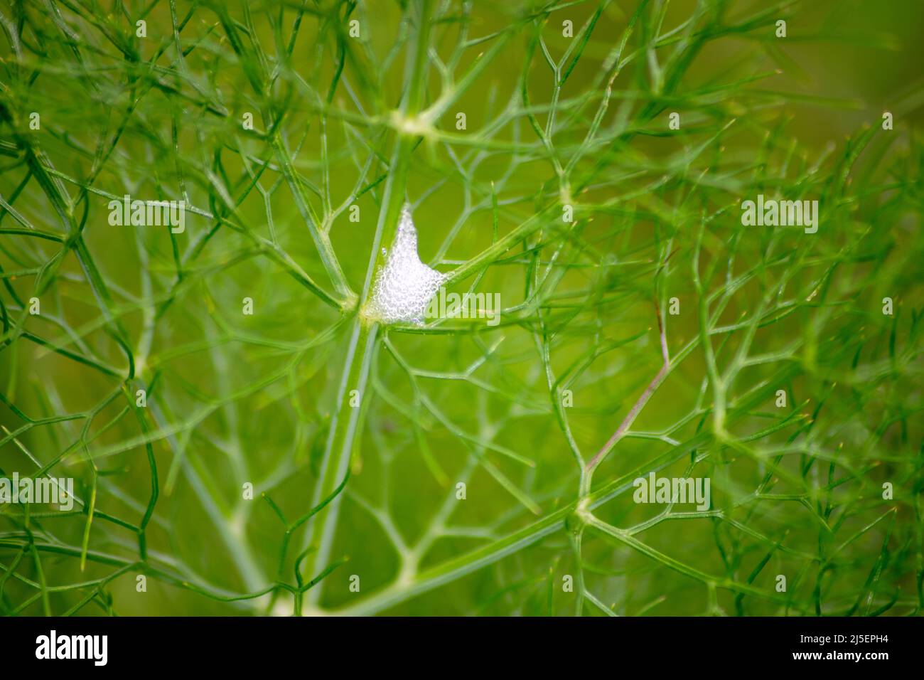 Spittlebug nymphs also known as root spittlebugs Defense and ...