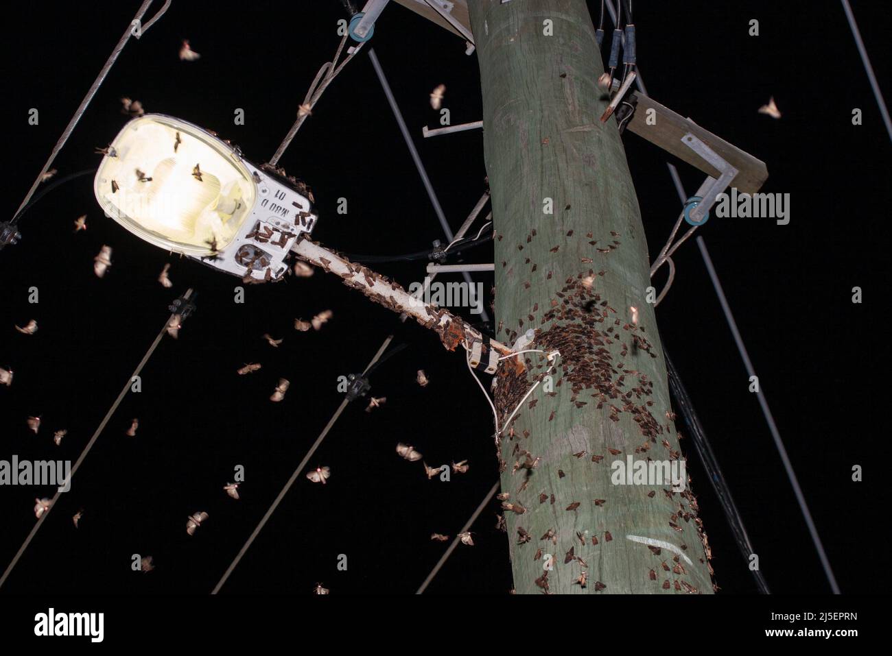 Bogong Moths gathering around a street lamp in Woolongong Australia ...