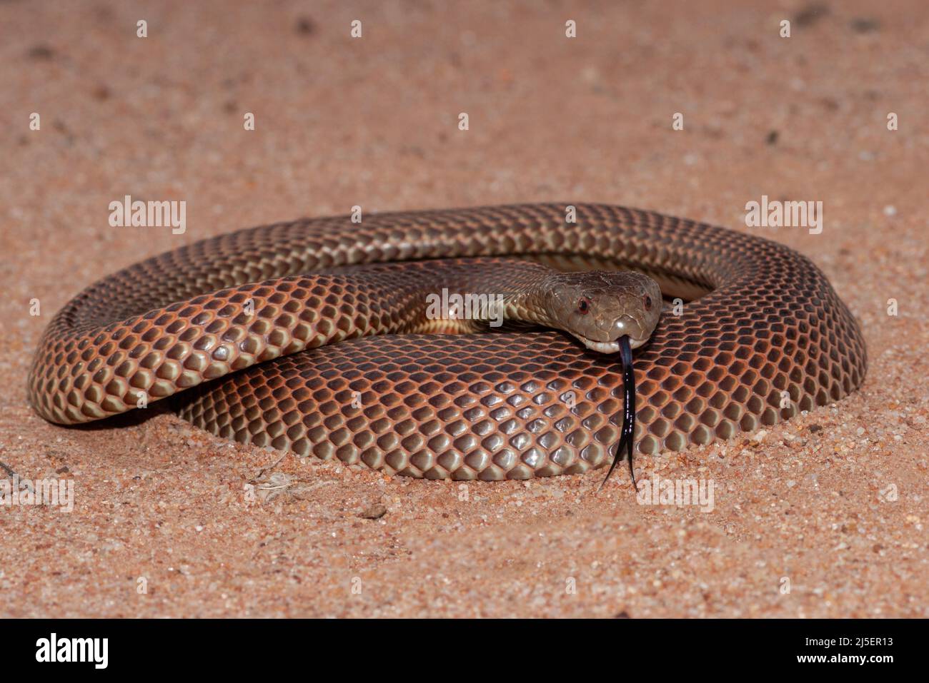 Australian Mulga Snake (Pseudechis australis) flickering it's tongue ...