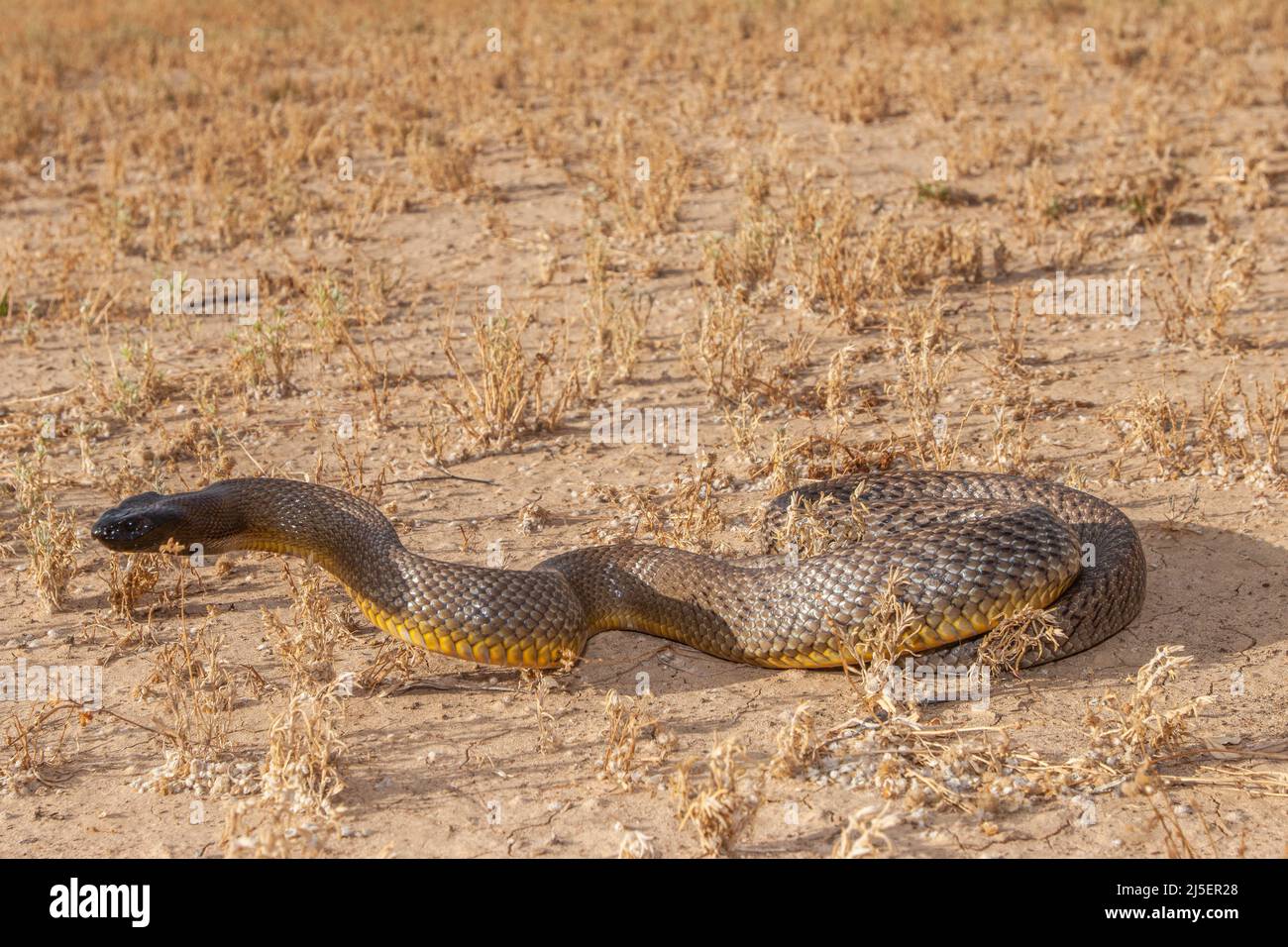 Inland Taipan ( Oxyuranus microlepidotus) in it's habitat, South ...