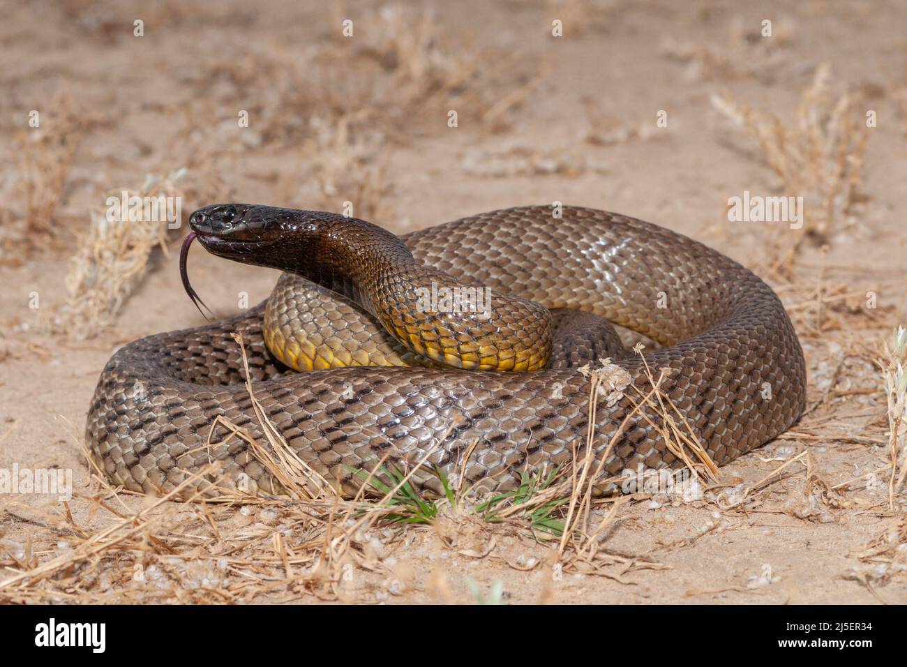Inland Taipan Snake