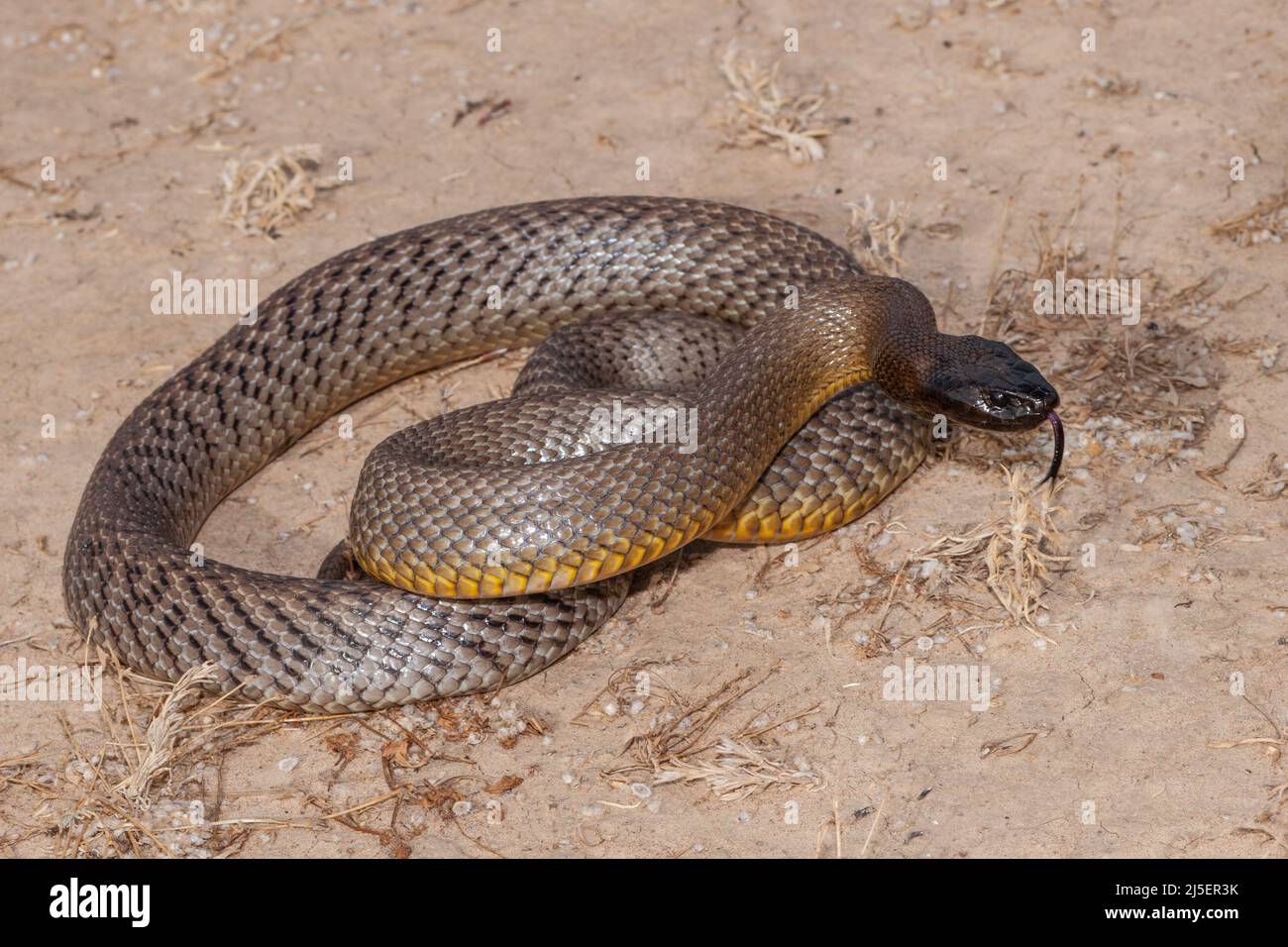 Western Taipan