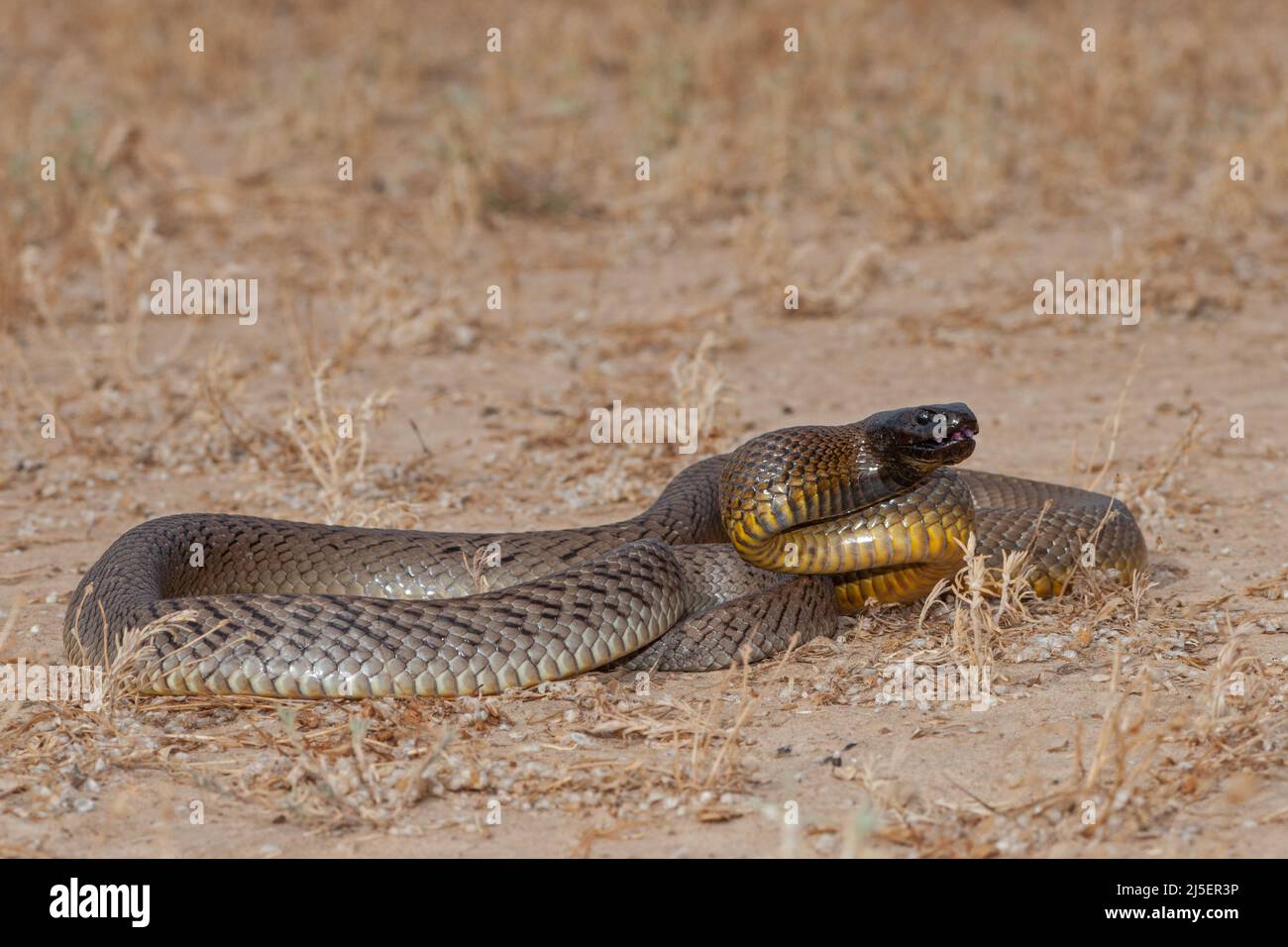 Inland Taipan Wallpaper