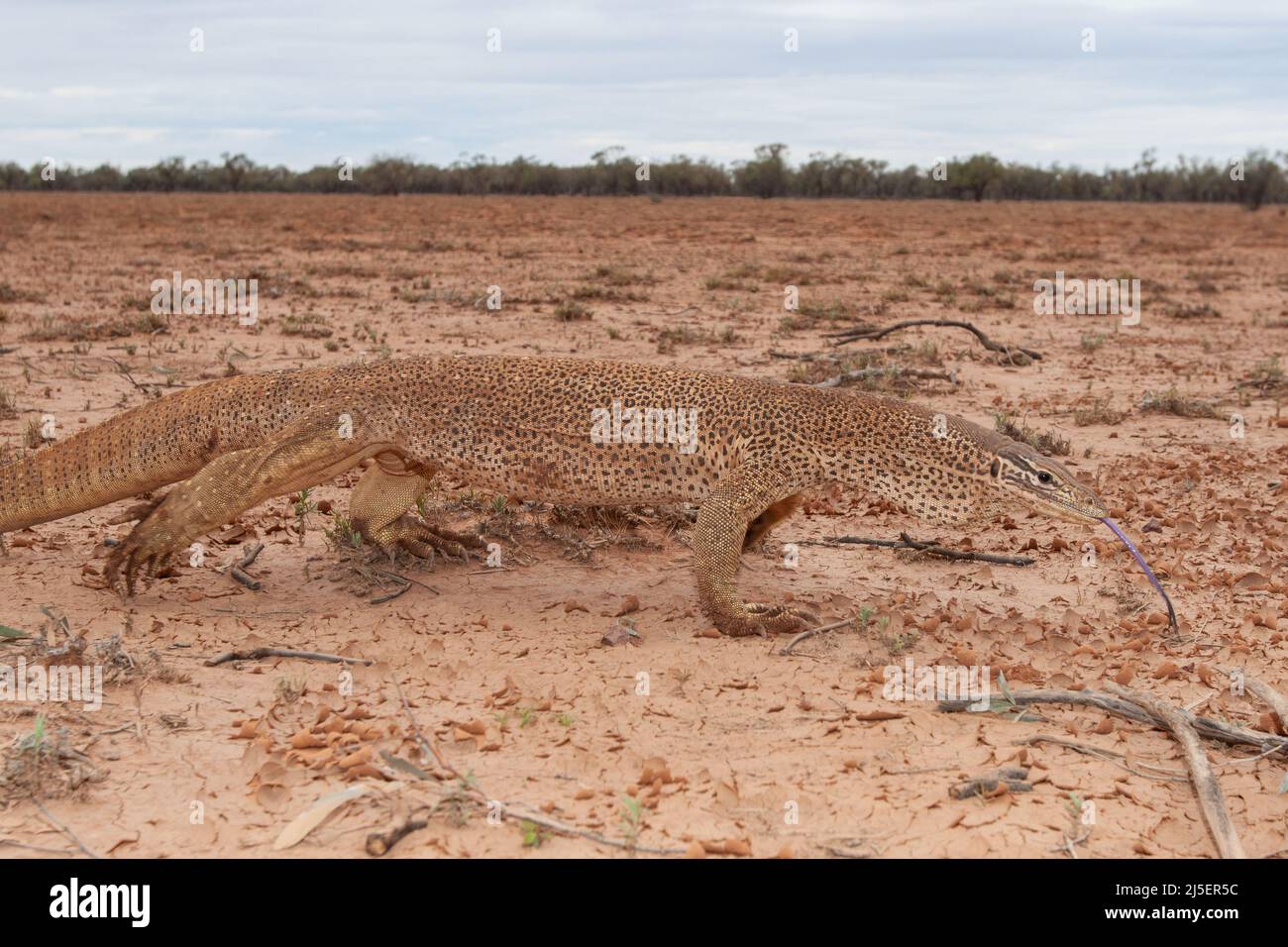 Australian Yellow-spotted Monitor (Varanus panoptes) photographed in ...
