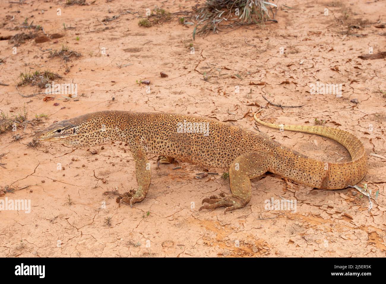Australian Yellow-spotted Monitor (Varanus panoptes) photographed in ...