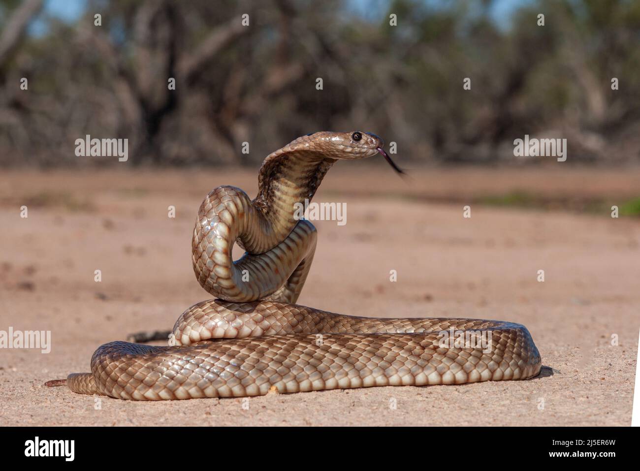 Strap snouted brown snake hi-res stock photography and images - Alamy