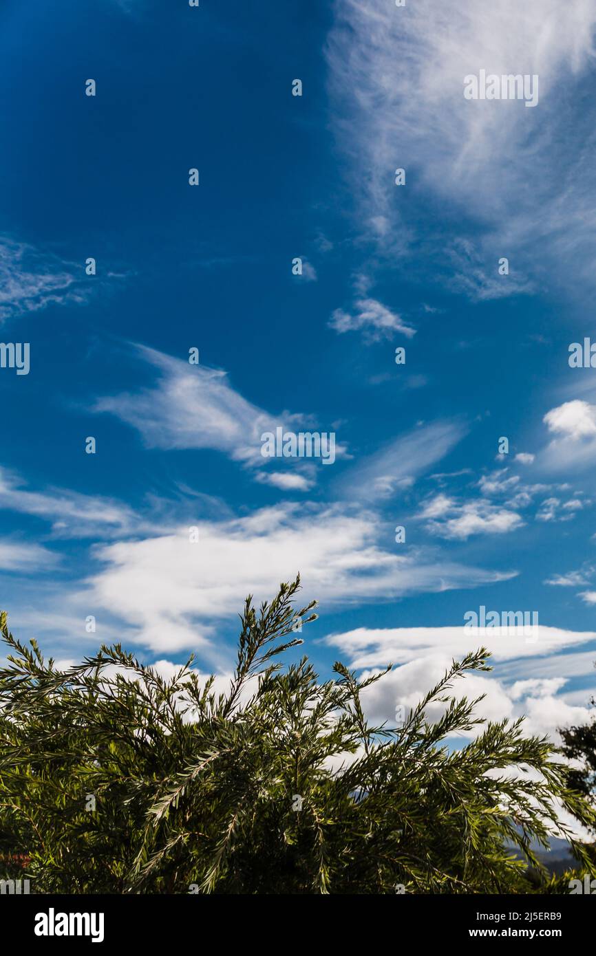 callistemon tree with beautiful sky and clouds shot in Tasmania ...